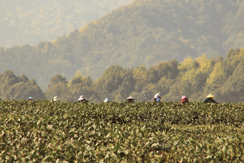 Tea and Gout: Benefits, Risks, and Best Types – Orient Cup